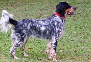 East Coast Llewellin Setters – Breeder of Llewellin Setters