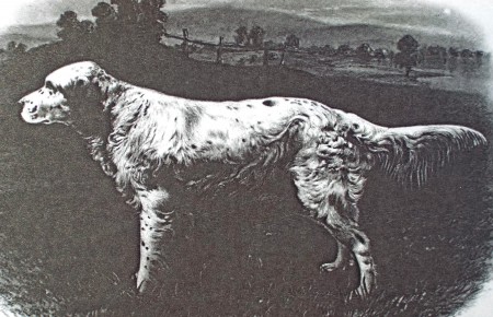 Llewellin Setter History – East Coast Llewellin Setters