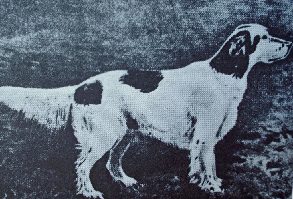 Llewellin Setter History – East Coast Llewellin Setters