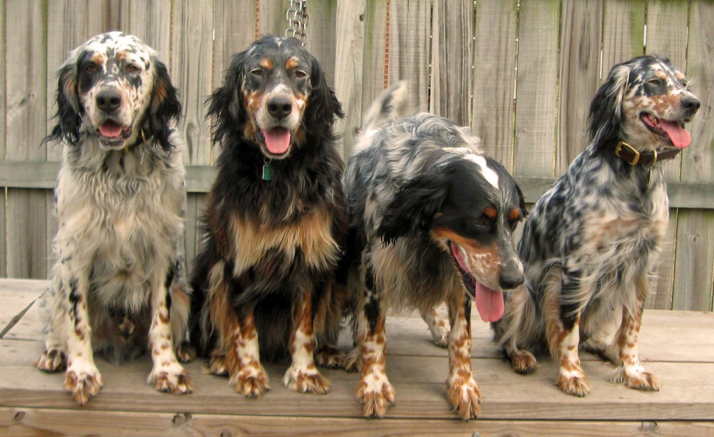 Reservation – East Coast Llewellin Setters