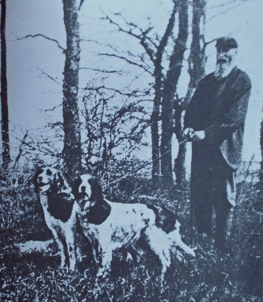 Llewellin Setter History – East Coast Llewellin Setters
