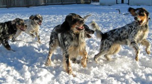 East Coast Llewellin Setters – Breeder of Llewellin Setters