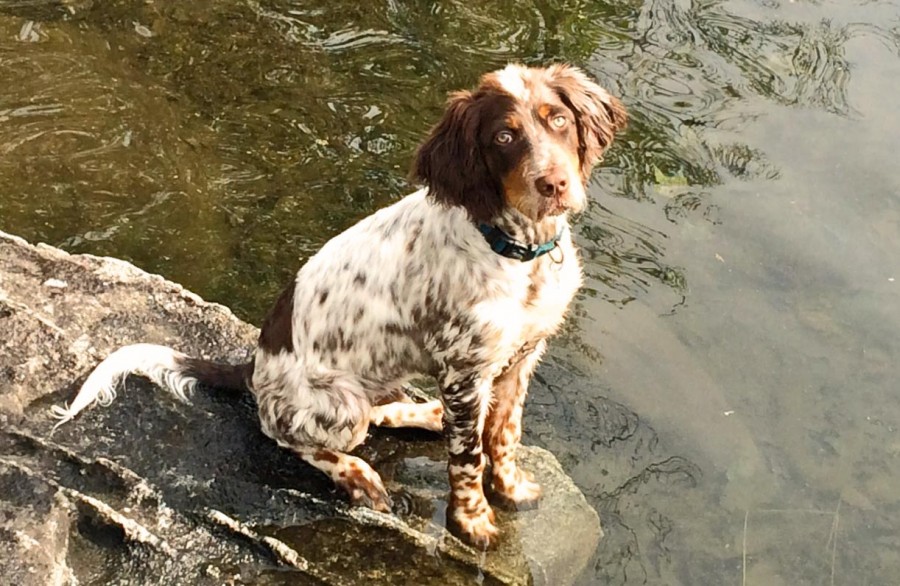 Puppy Portraits – East Coast Llewellin Setters
